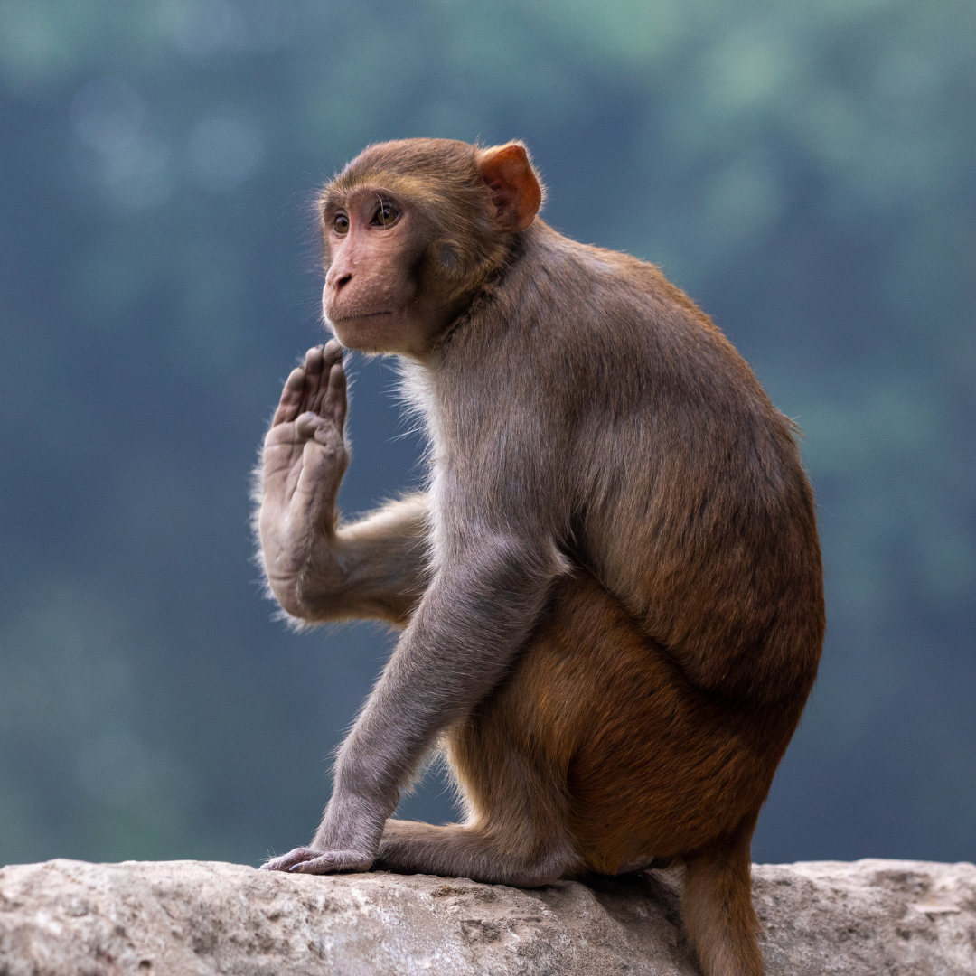 GajahSafe 2.0 – Satok Bridge Digital